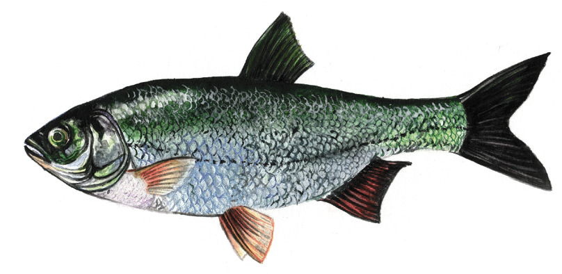 jalec | Encyclopaedia Beliana – slovenská všeobecná encyklopédia