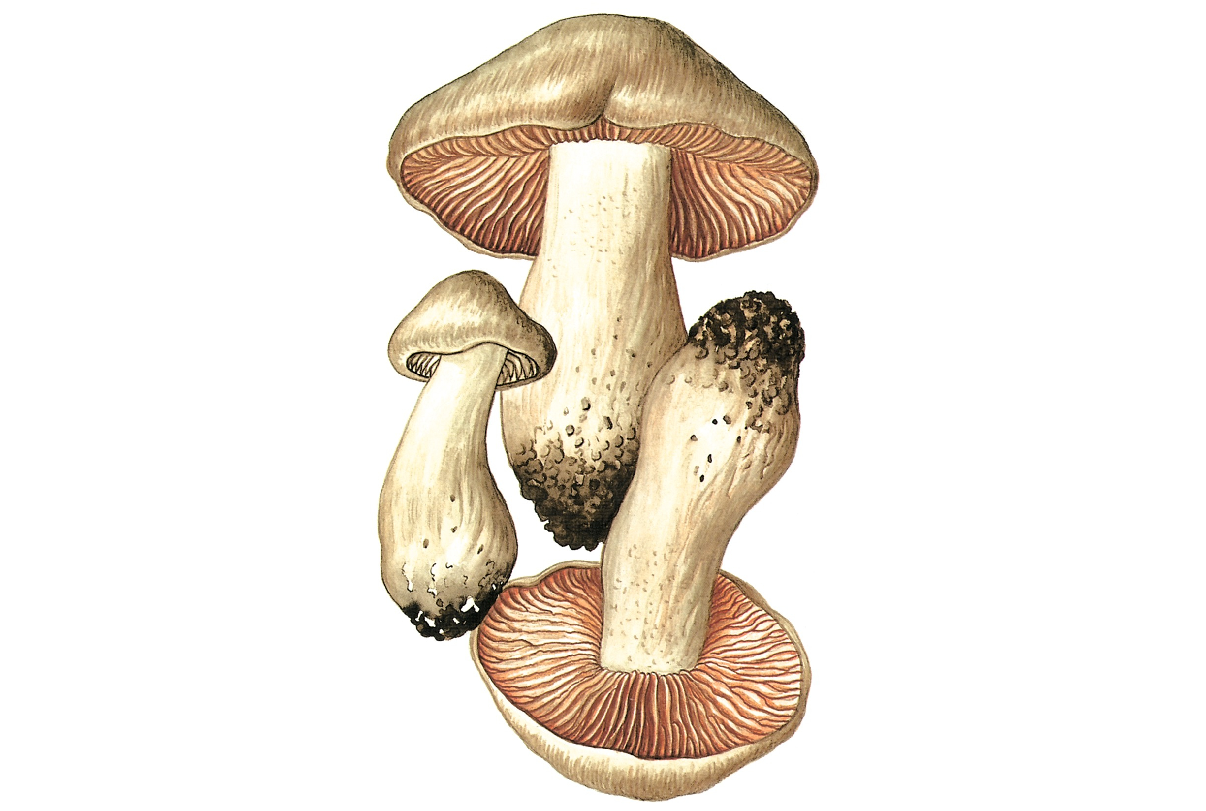 hodvábnica veľká | Encyclopaedia Beliana – slovenská všeobecná encyklopédia