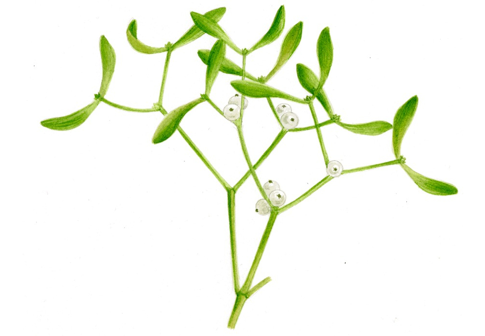 imelo biele | Encyclopaedia Beliana – slovenská všeobecná encyklopédia