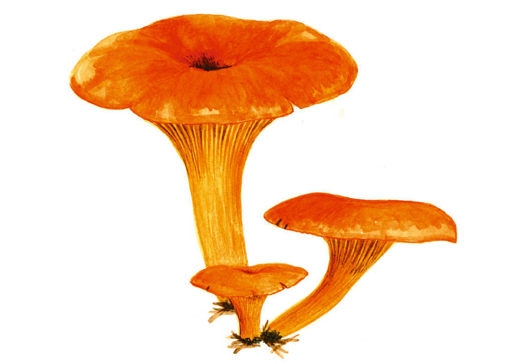 kališník | Encyclopaedia Beliana – slovenská všeobecná encyklopédia