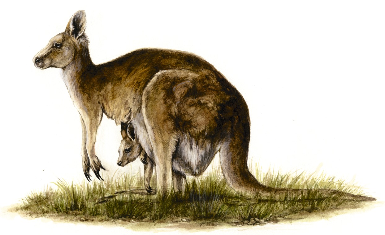 kengura | Encyclopaedia Beliana – slovenská všeobecná encyklopédia