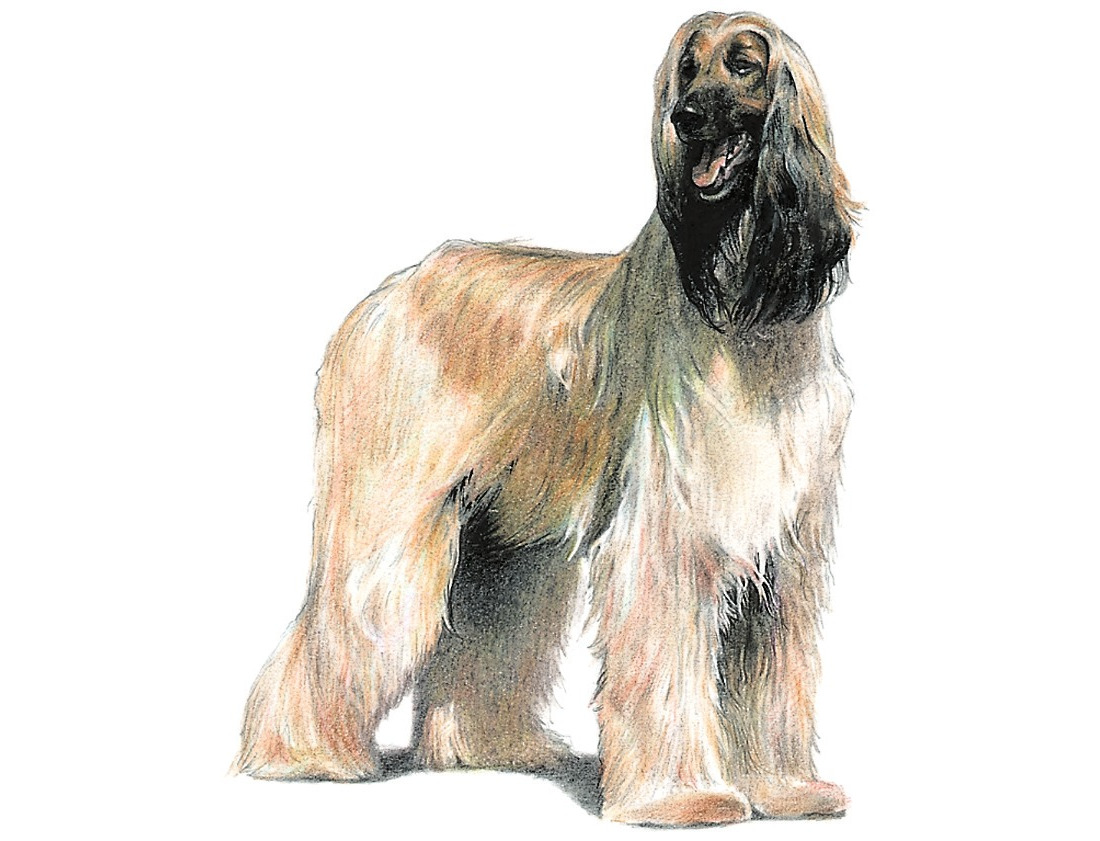 afganský chrt | Encyclopaedia Beliana – slovenská všeobecná encyklopédia