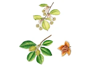 buk | Encyclopaedia Beliana – slovenská všeobecná encyklopédia