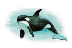 kosatka | Encyclopaedia Beliana – slovenská všeobecná encyklopédia